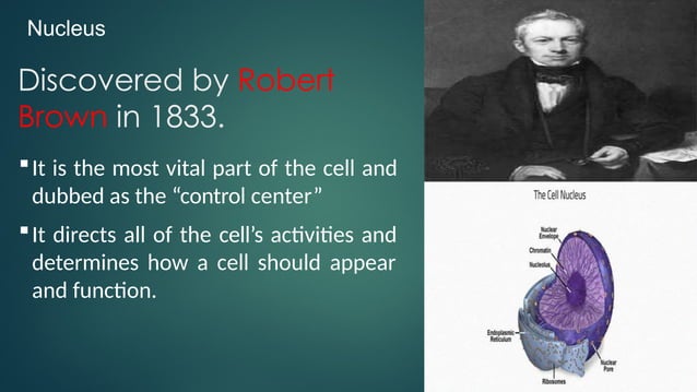 BIO1-PRELIM-W1-2-L1-CELL THEORY, STRUCTURES AND FUNCTIONS.pptx | Biological Sciences | Science