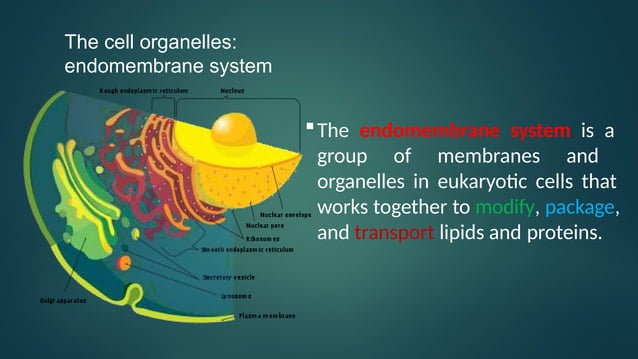 BIO1-PRELIM-W1-2-L1-CELL THEORY, STRUCTURES AND FUNCTIONS.pptx | Biological Sciences | Science