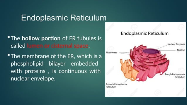 BIO1-PRELIM-W1-2-L1-CELL THEORY, STRUCTURES AND FUNCTIONS.pptx | Biological Sciences | Science