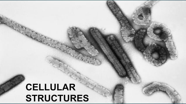 BIO1-PRELIM-W1-2-L1-CELL THEORY, STRUCTURES AND FUNCTIONS.pptx | Biological Sciences | Science