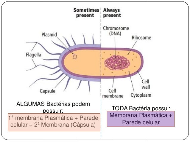 Reino Monera (Arqueas e Bactérias)