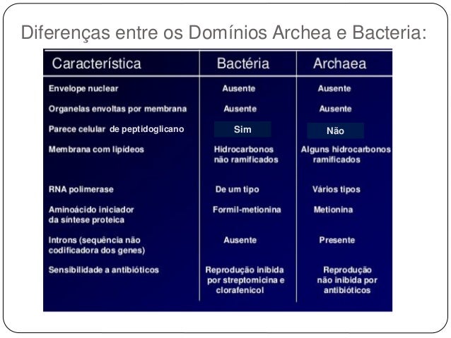 Reino Monera (Arqueas e Bactérias)