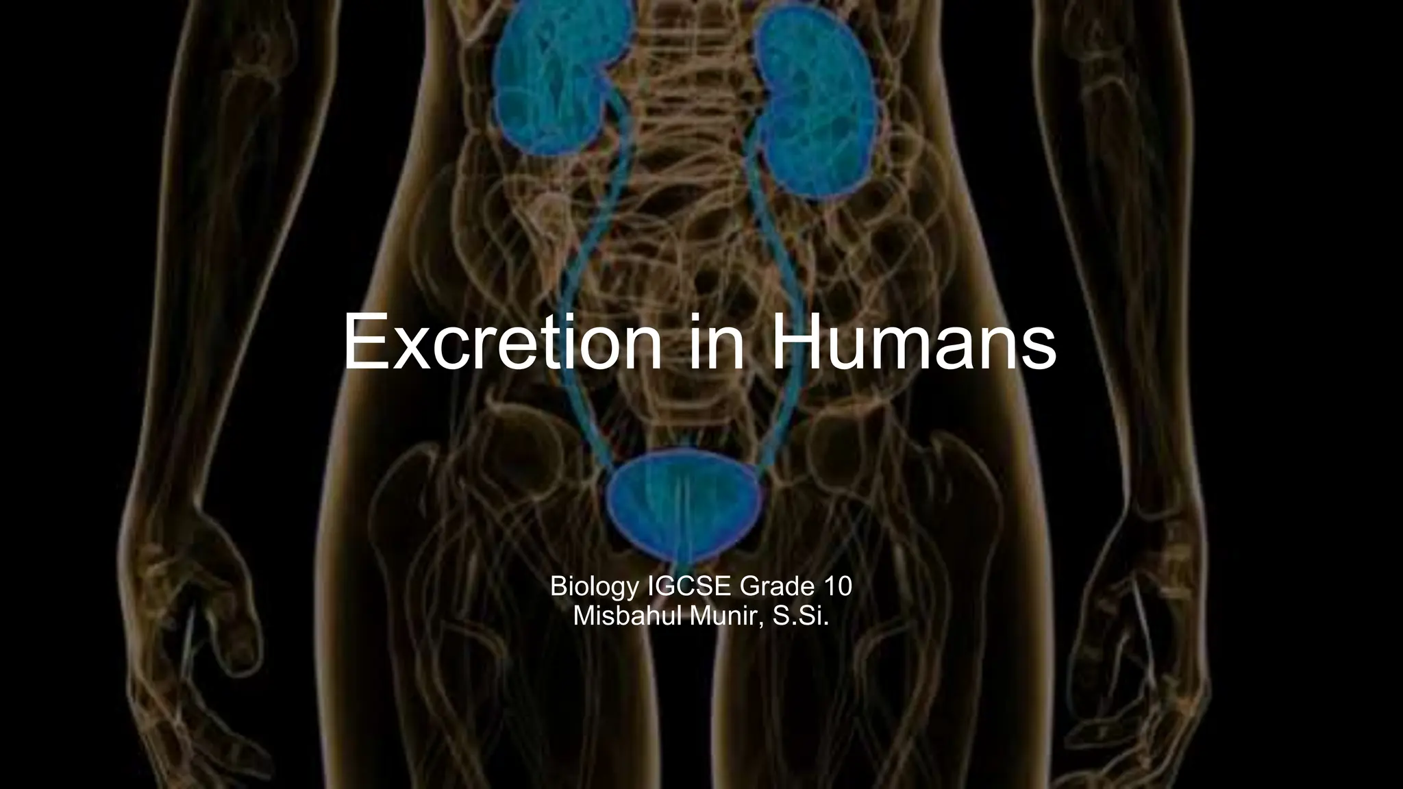 Bio 10 - Excretion in Humans - IGCSE BIOLOGY.pptx