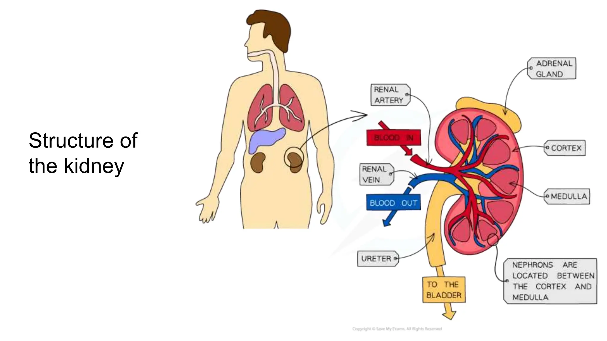 Bio 10 - Excretion in Humans - IGCSE BIOLOGY.pptx