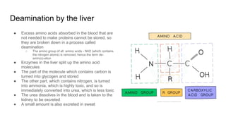 Bio 10 - Excretion in Humans - IGCSE BIOLOGY.pptx