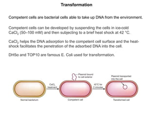 Bio 100 week 4 lecture slides LUMS Biology | PPTX
