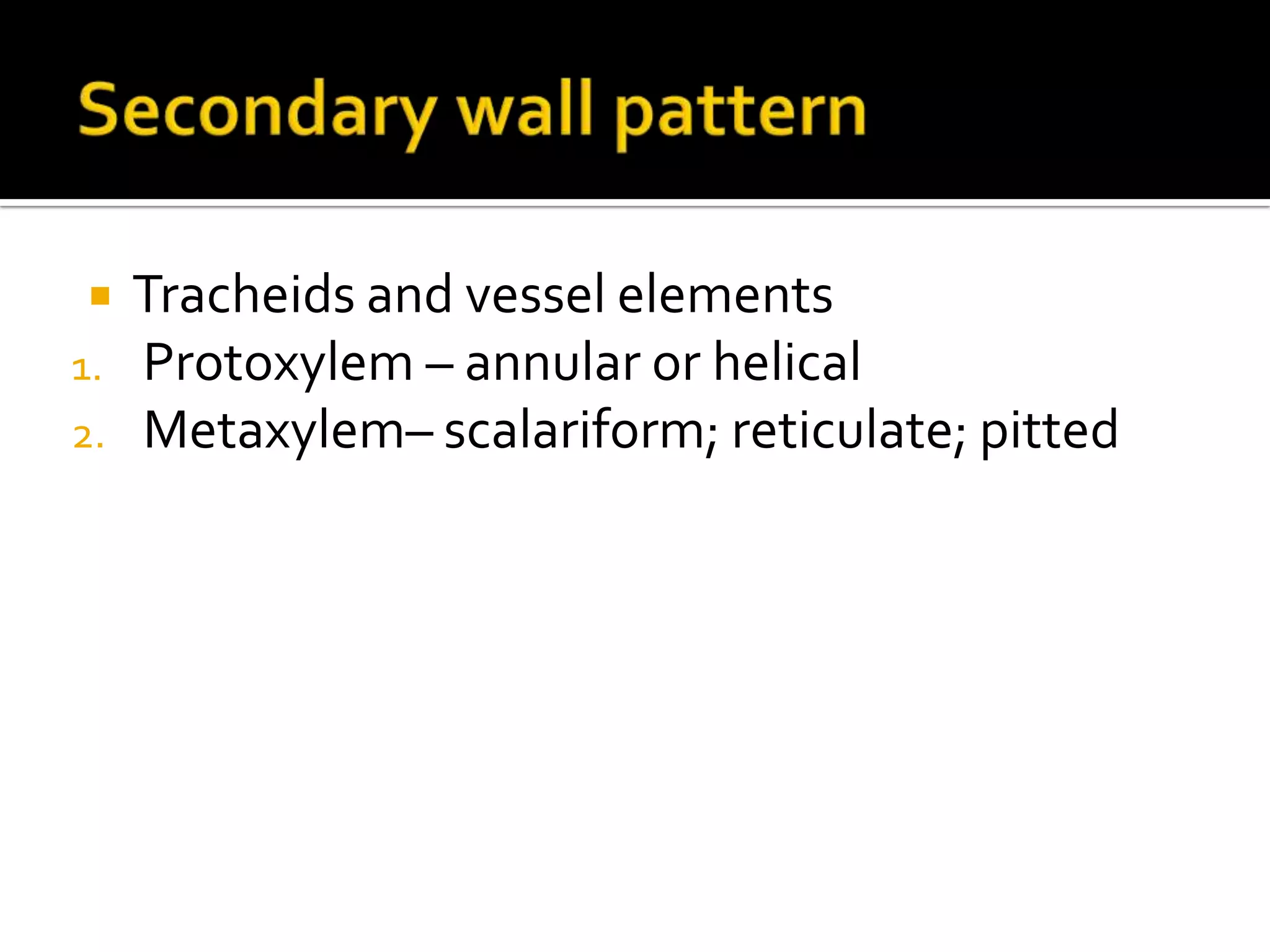 Bio 101 Plant Anatomy Ex 2 5 Postlab | PPTX