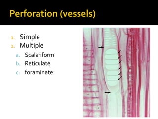 Bio 101 Plant Anatomy Ex 2 5 Postlab | PPTX