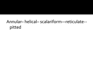 Bio 101 Plant Anatomy Ex 2 5 Postlab | PPTX