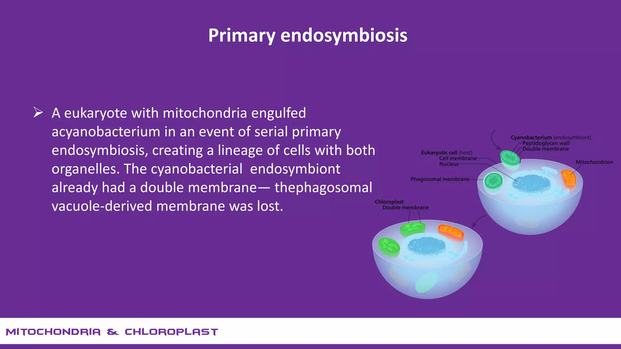 A brief discussion on Mitochondria and Chloroplast | PDF