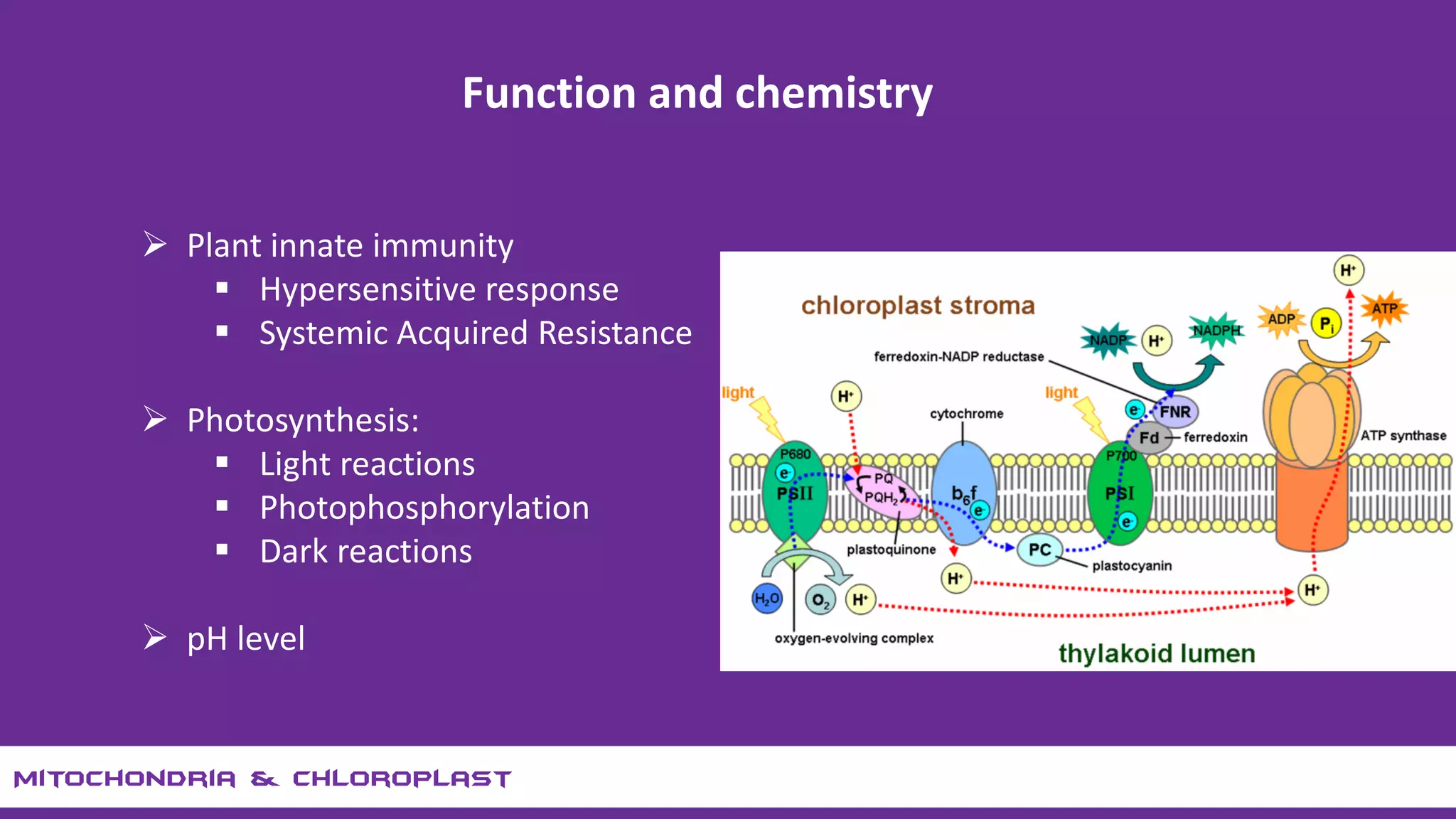 A brief discussion on Mitochondria and Chloroplast | PDF