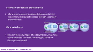 A brief discussion on Mitochondria and Chloroplast | PDF