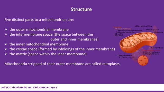 A brief discussion on Mitochondria and Chloroplast | PDF | Biological ...