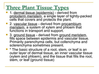 Bio102 chapter 25 (1) | PPT