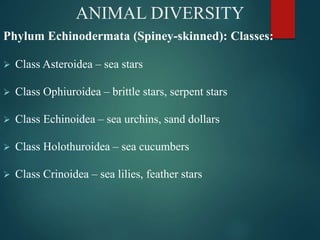 DIVERSITY OF KINGDOM ANIMALIA | PPT