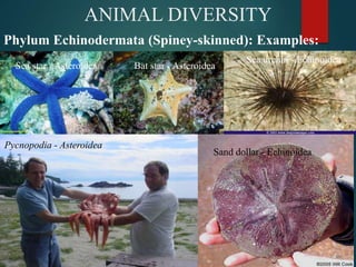 DIVERSITY OF KINGDOM ANIMALIA | PPT