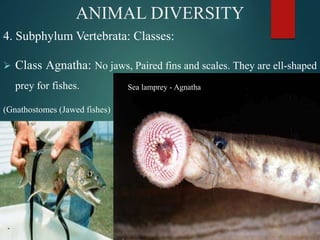 DIVERSITY OF KINGDOM ANIMALIA | PPT