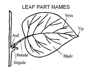Bio 103.2 External and Internal Structure of Leaf | PPTX