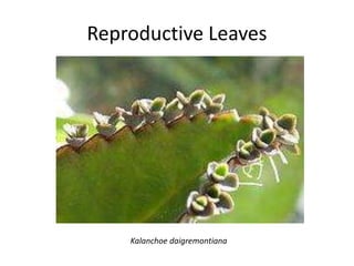 Reproductive Leaves