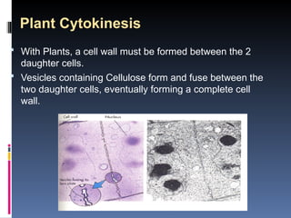 Bio 103 L 8 Cell Division- Mitosis & Meiosis.ppt