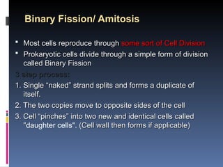 Bio 103 L 8 Cell Division- Mitosis & Meiosis.ppt