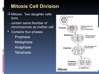 Bio 103 L 8 Cell Division- Mitosis & Meiosis.ppt