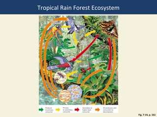 Tropical Forest Ecosystem Diagram