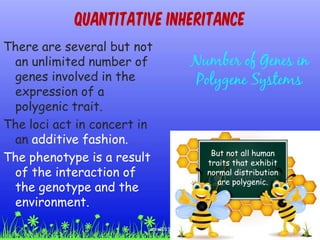 Genetics: Quantitative Inheritance | PDF