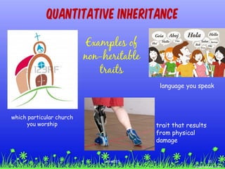 Genetics: Quantitative Inheritance | PDF