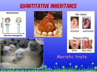 Genetics: Quantitative Inheritance | PDF