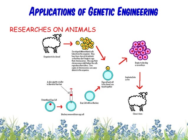 Genetic Engineering and Biotechnology | PDF