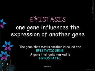 General Genetics: Gene Segregation and Integration (Part 2) | PDF