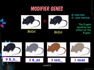 General Genetics: Gene Segregation and Integration (Part 2) | PPT