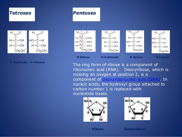 Cell Biology (Bio 108) - The Chemistry of the Cell