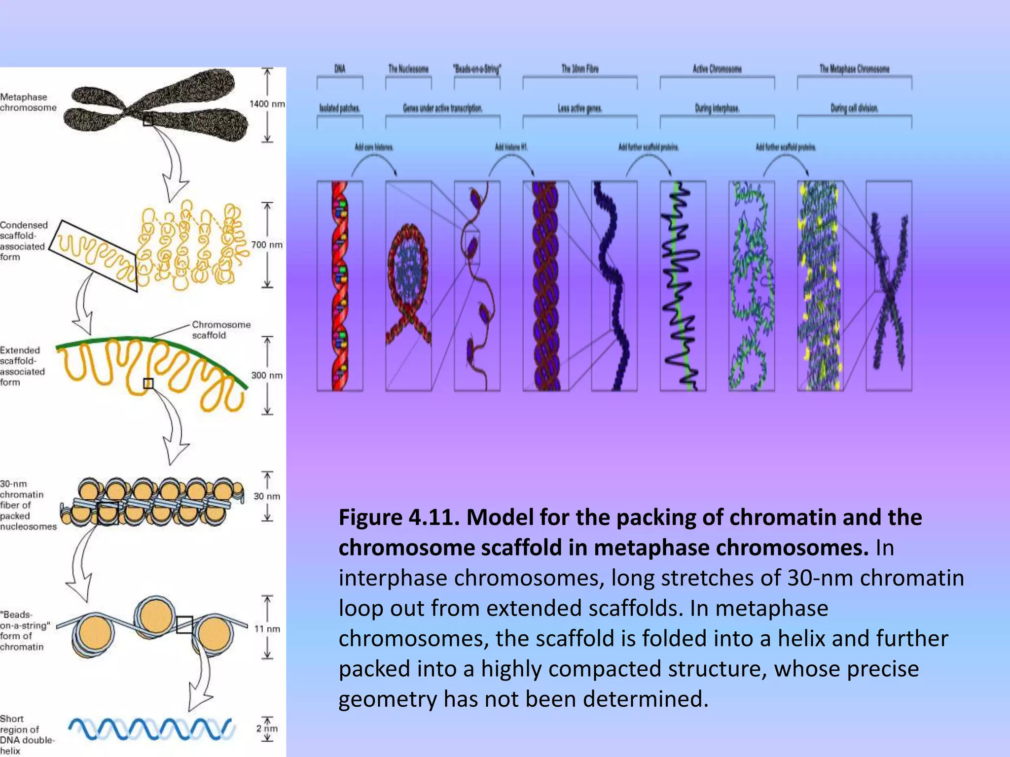 Bio108 Cell Biology lec 4 The Complexity of Eukaryotic Genomes | PPTX