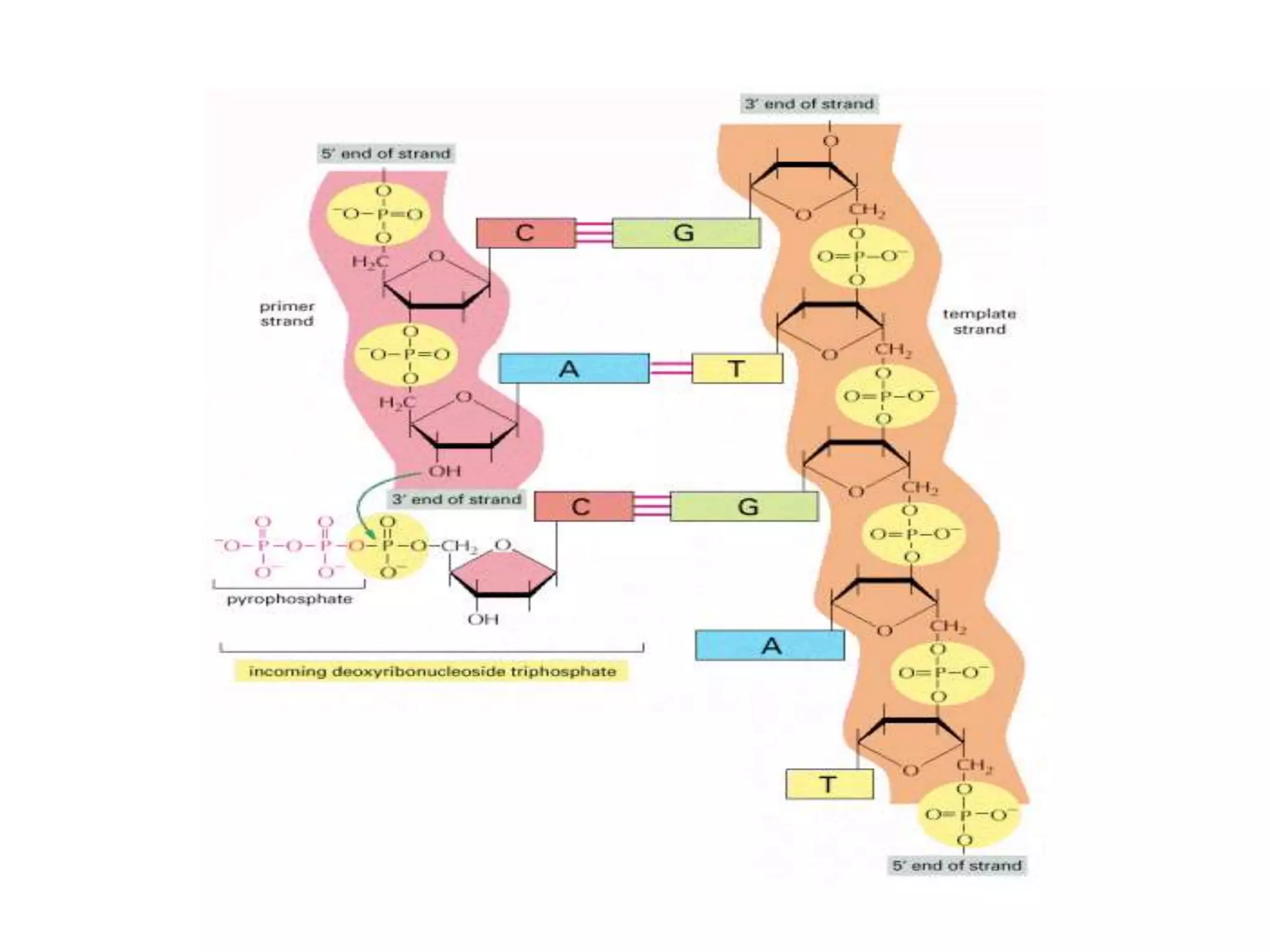 Bio108 Cell Biology lec 5 DNA REPLICATION, REPAIR and RECOMBINATION | PPT
