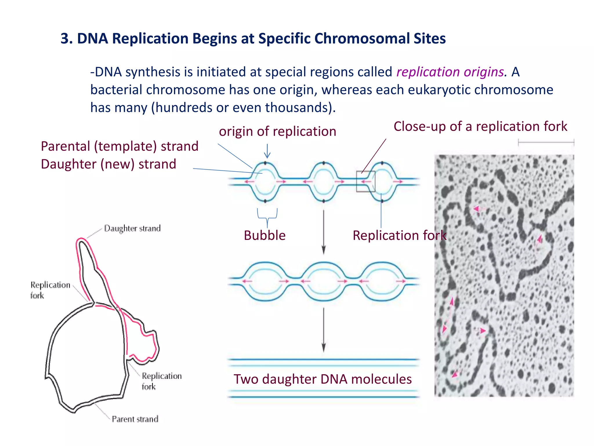 Bio108 Cell Biology lec 5 DNA REPLICATION, REPAIR and RECOMBINATION | PPT