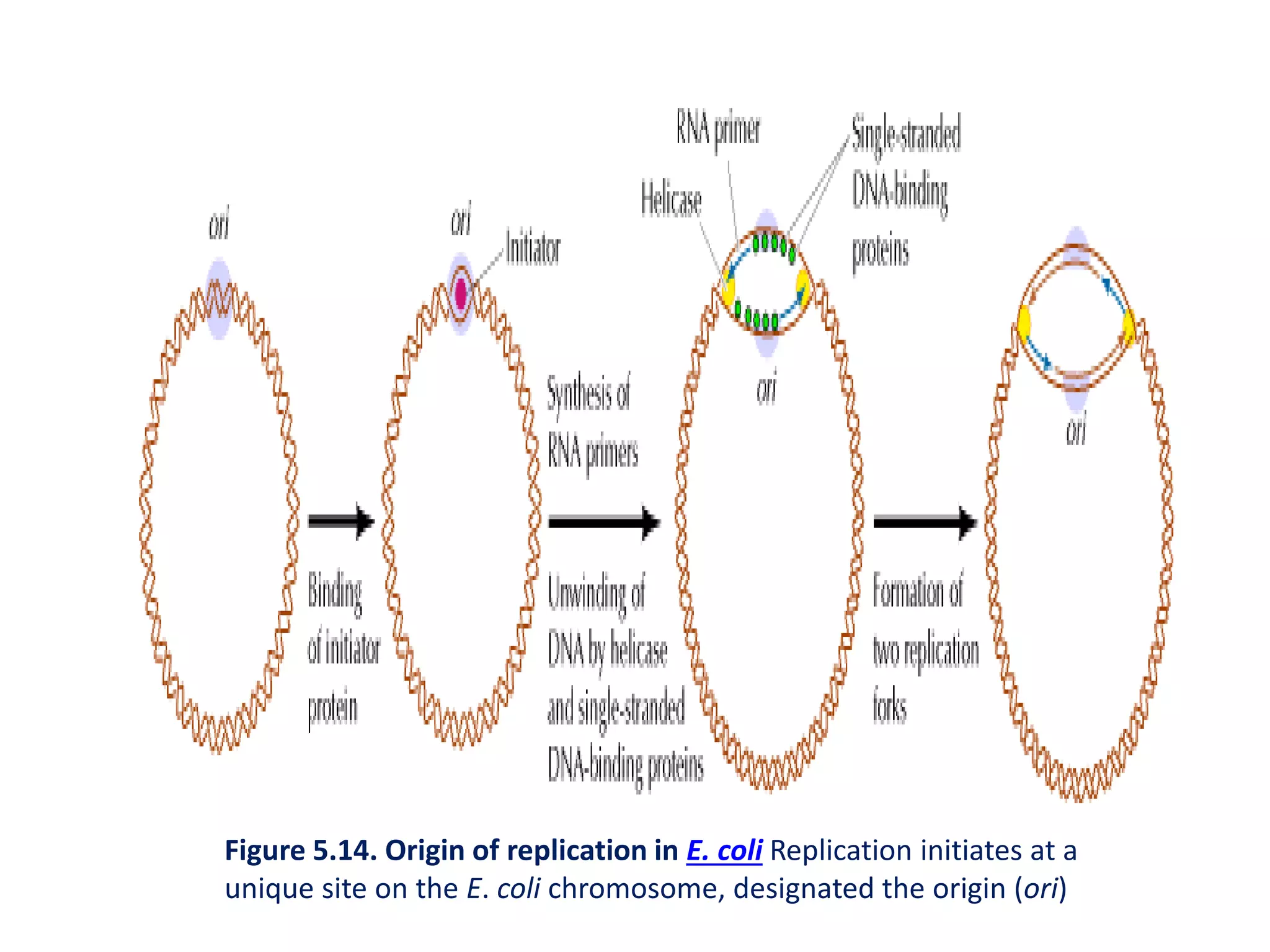 Bio108 Cell Biology lec 5 DNA REPLICATION, REPAIR and RECOMBINATION | PPT