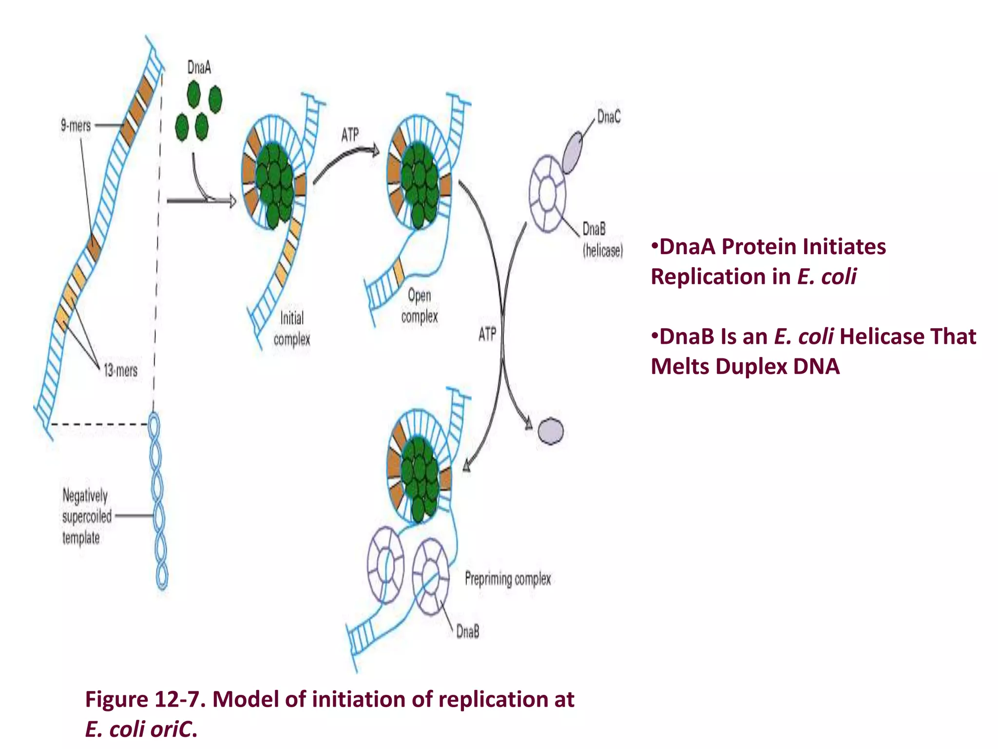 Bio108 Cell Biology lec 5 DNA REPLICATION, REPAIR and RECOMBINATION | PPT