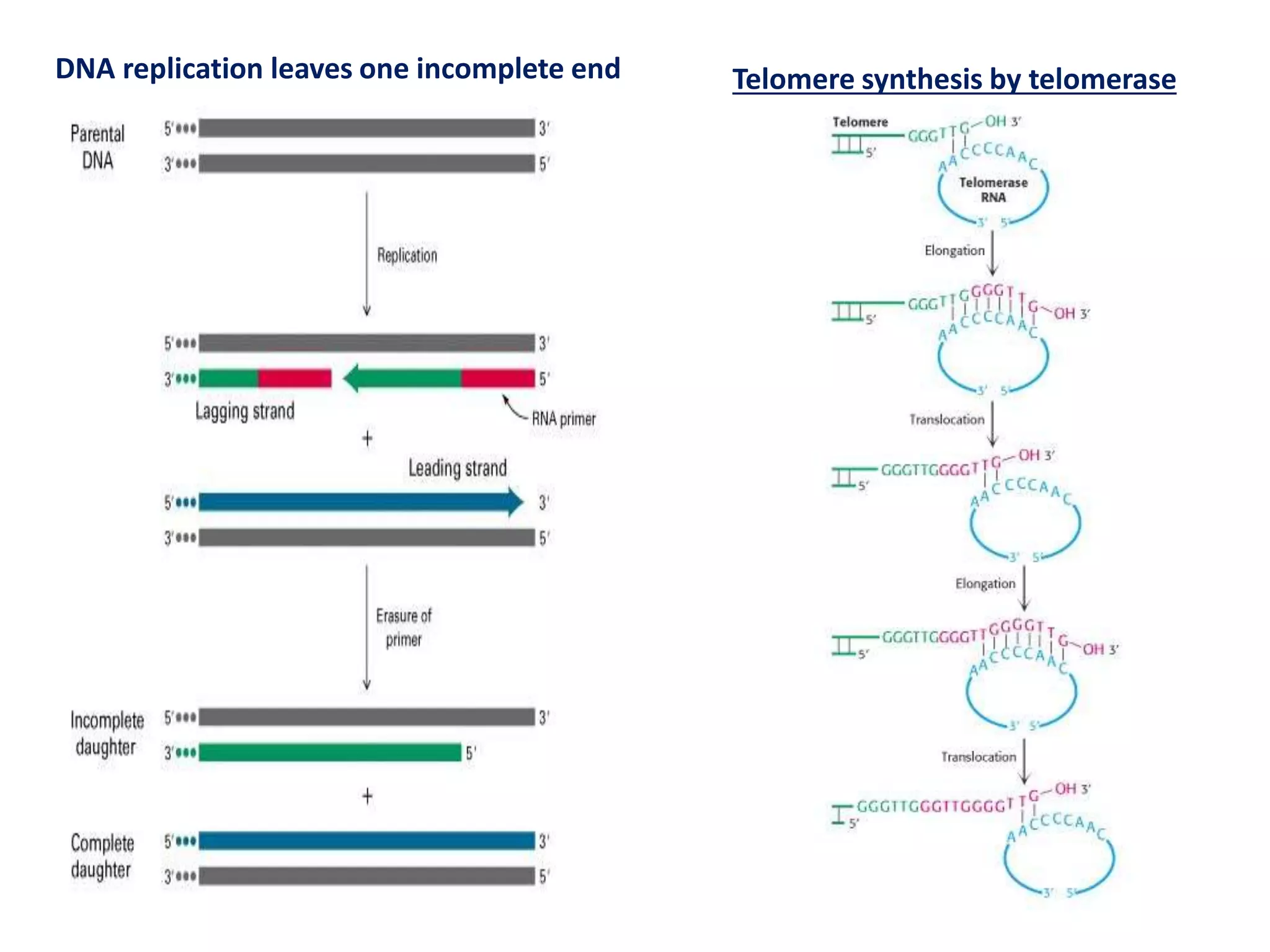 Bio108 Cell Biology lec 5 DNA REPLICATION, REPAIR and RECOMBINATION | PPT