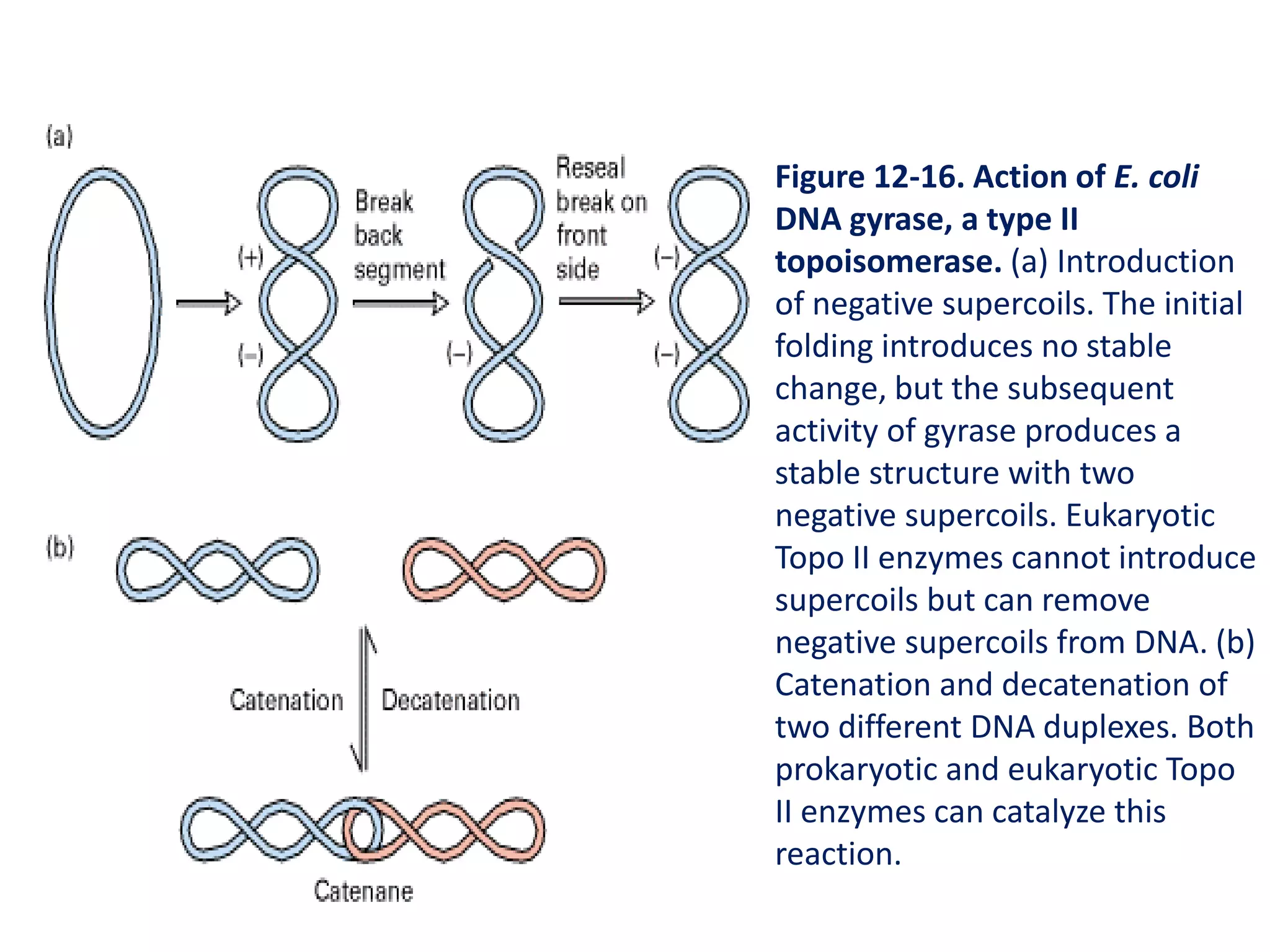 Bio108 Cell Biology lec 5 DNA REPLICATION, REPAIR and RECOMBINATION | PPT