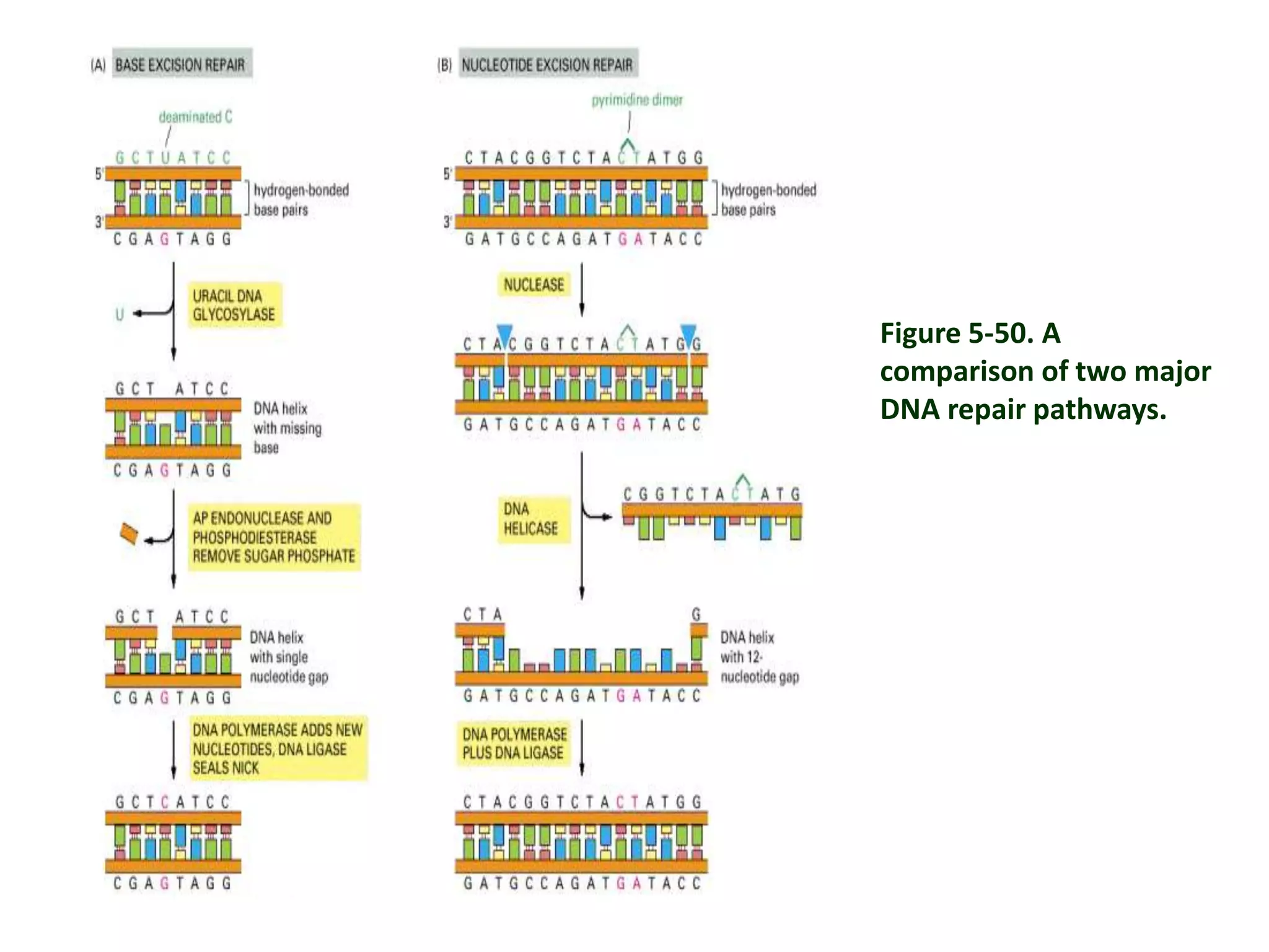 Bio108 Cell Biology lec 5 DNA REPLICATION, REPAIR and RECOMBINATION | PPT