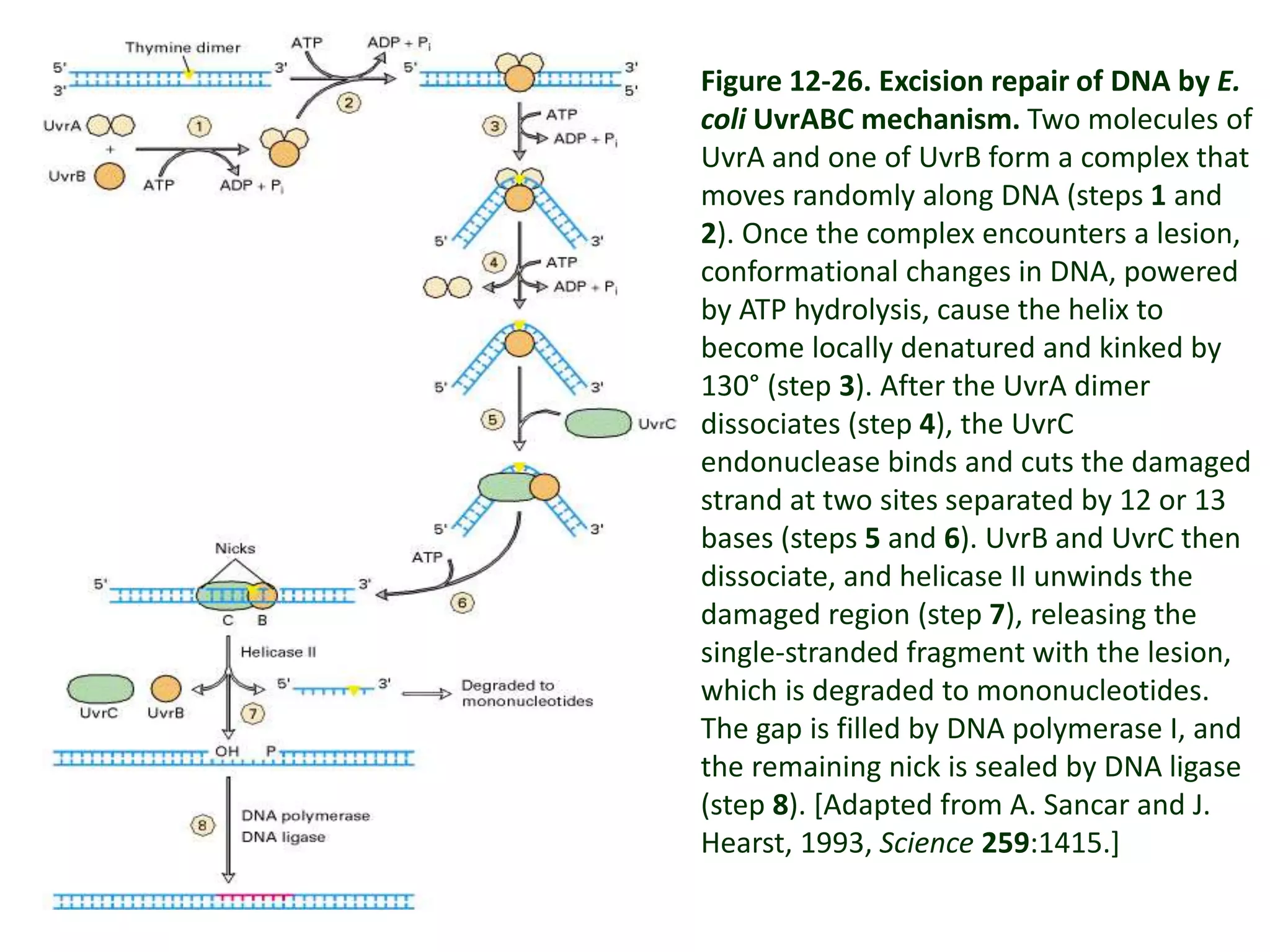 Bio108 Cell Biology lec 5 DNA REPLICATION, REPAIR and RECOMBINATION | PPT