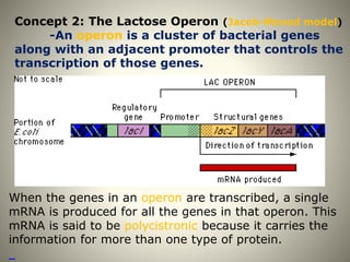 Bio 108 Cell Biology lec 6 Regulation of Transcription Initiation | PPTX