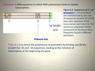 Transcription Initiation Diagram