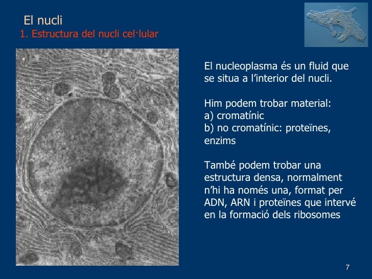 Bio1 09 10 Unitat7(Nucli Mitosi)