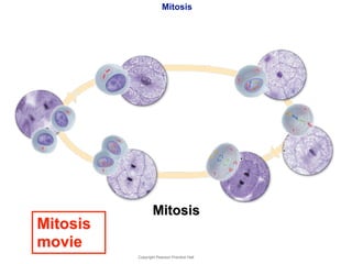 Prentice Hall Biology Meiosis