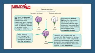 BIO 11.1 MONOHYBRID INHERITANCE.pptx