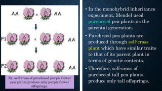 BIO 11.1 MONOHYBRID INHERITANCE.pptx