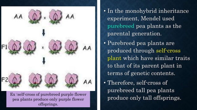 BIO 11.1 MONOHYBRID INHERITANCE.pptx